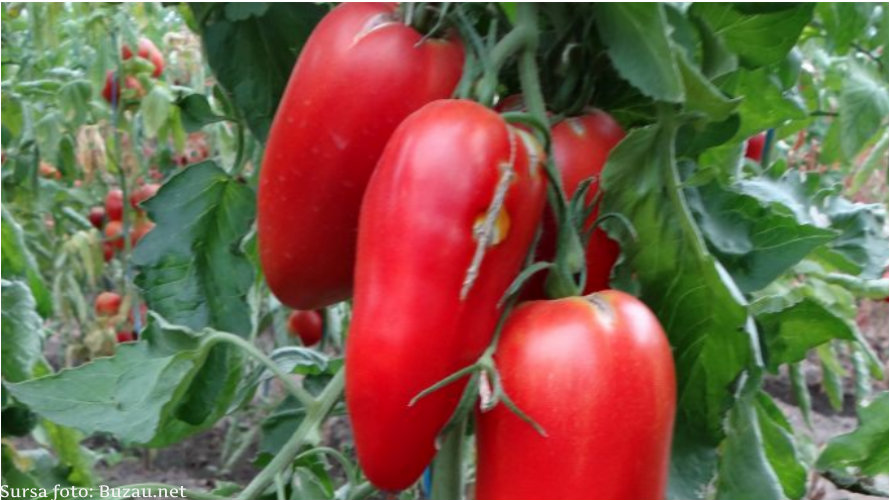 HERA – soiul de tomate cu formă de ardei capia - Cotidianul Agricol