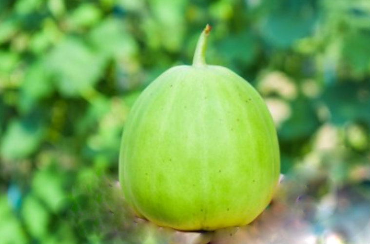 Pepenele cu aromă de coniac - Cotidianul Agricol