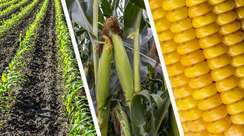 Fertilizarea foliară a porumbului - Cotidianul Agricol