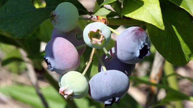 Afinul cu tufa înaltă - Cotidianul Agricol