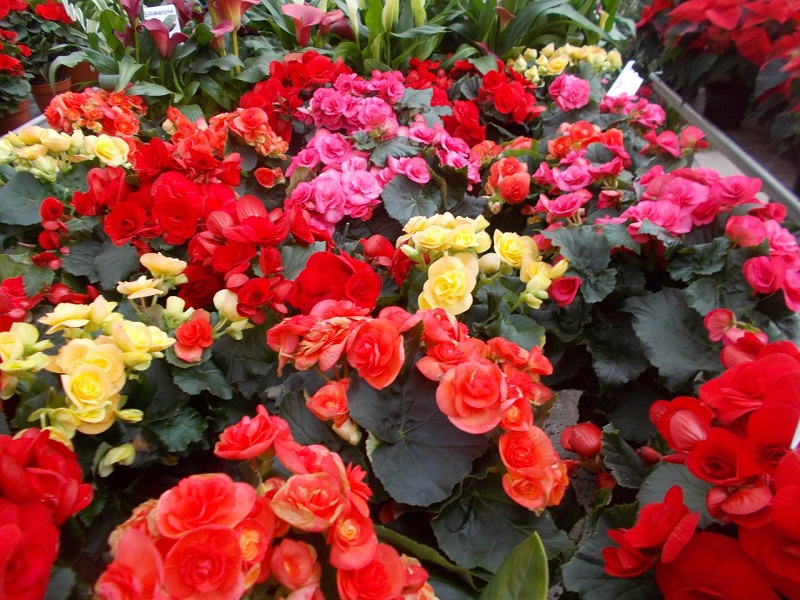 Fertilizarea speciilor de flori decorative! - Cotidianul Agricol