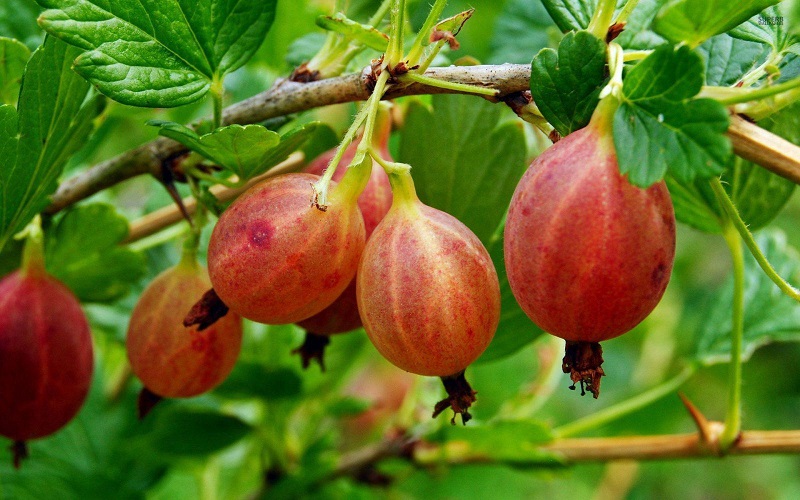 Bolile şi dăunătorii agrişului - Cotidianul Agricol