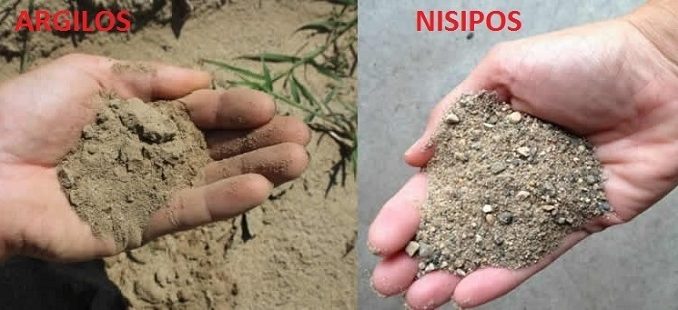 Agrotehnica pe terenurile nisipoase, valorifică potenţialul nutritiv ...