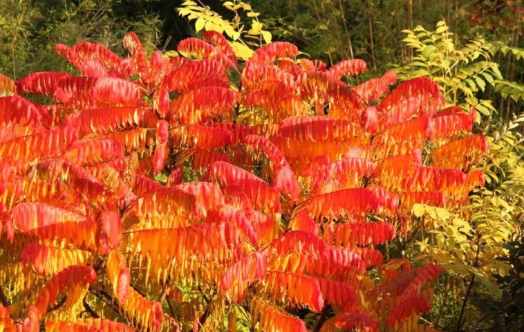 Cultivarea oţetarului roşu necesită o climă blândă şi un sol cald ...