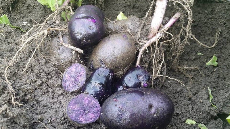 Cartofii mov, o nouă cultură de nișă - Cotidianul Agricol