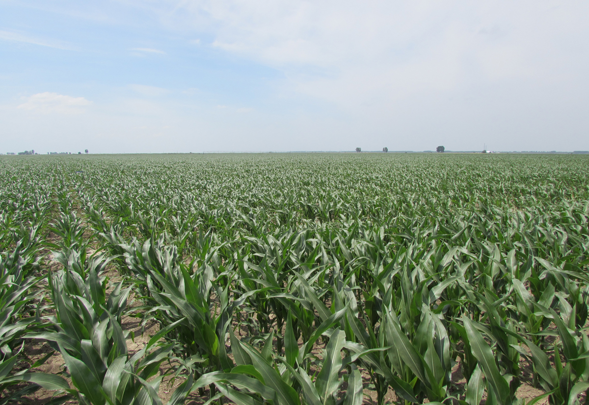 Provocări în cultura porumbului – Regula nr. 1: RĂDĂCINA - Cotidianul ...