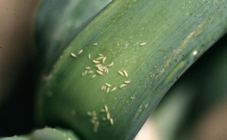 Oficiul Fitosanitar Bihor a emis un Buletinul de avertizare pentru ...