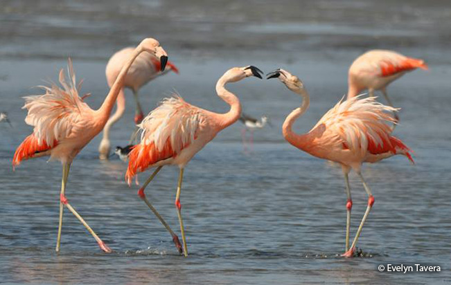 Zece păsări flamingo au poposit în Delta Dunării! - Cotidianul Agricol
