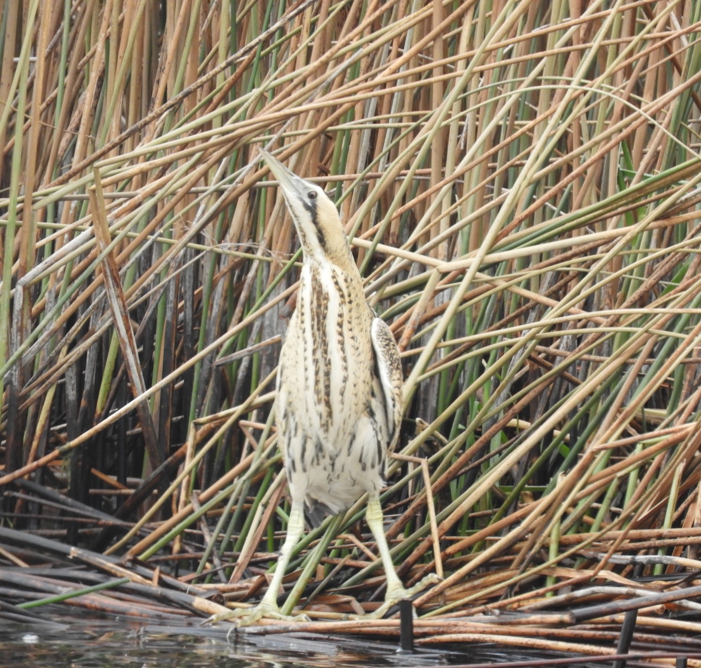 “Ziua Mondială a Păsărilor Migratoare” este sărbătorită de două ori pe ...