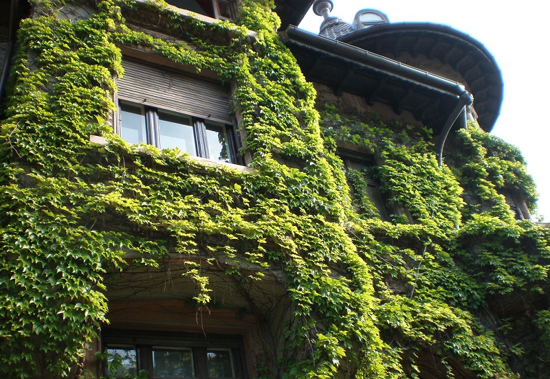 Iedera colorează grădina pe timp de iarnă! - Cotidianul Agricol