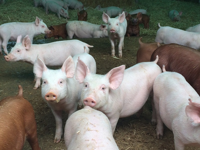 Epidermita exudativă a porcului - Cotidianul Agricol