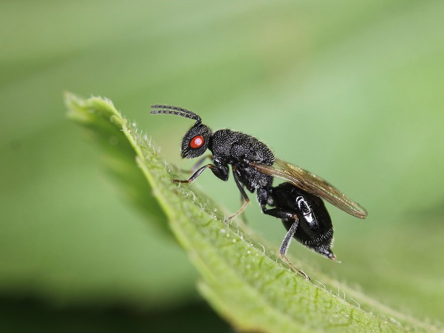 Viespea sâmburilor de prun – biologie, răspândire și combatere ...