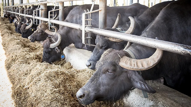 Furajarea bivolițelor pentru lapte - Cotidianul Agricol