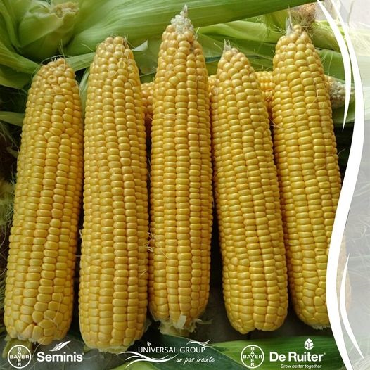 Messenger F1 -hibrid semitimpuriu de porumb zaharat super dulce ...