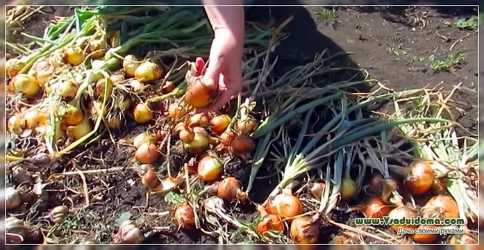 Recoltarea culturii de ceapă - Cotidianul Agricol