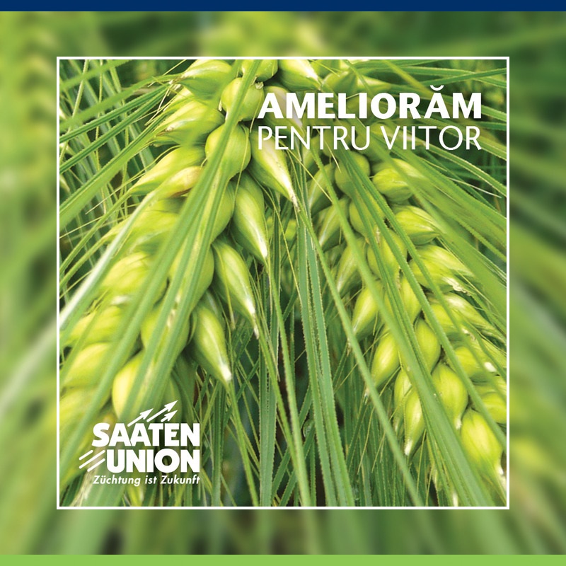 Soiurile de orz, performanțe în cultură! - Cotidianul Agricol