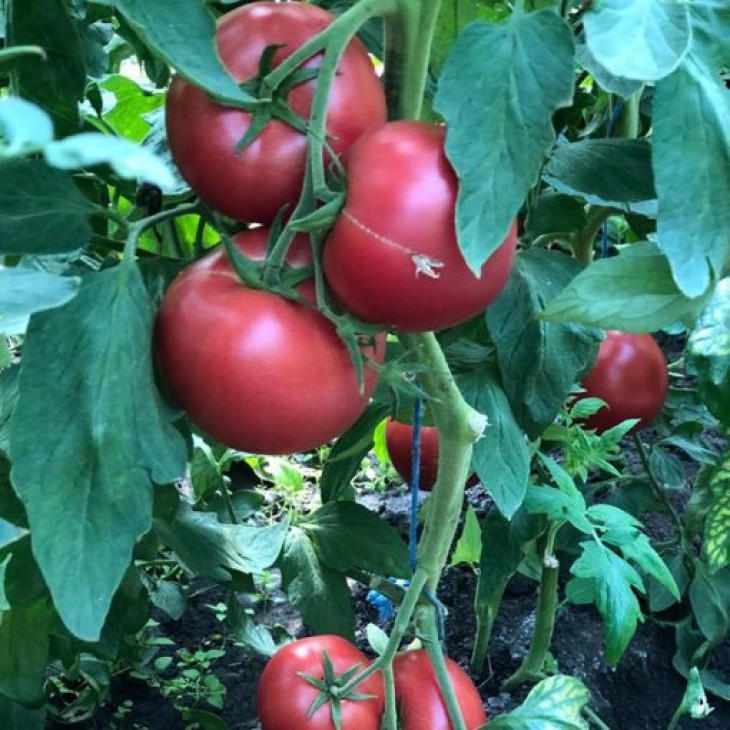 PINKID F1 un hibrid de tomate pe gustul consumatorilor! - Cotidianul ...