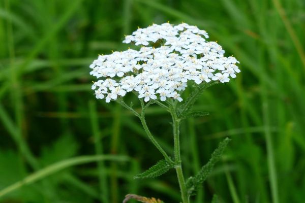 Coada șoricelului o plantă cu efecte tămăduitoare! - Cotidianul Agricol