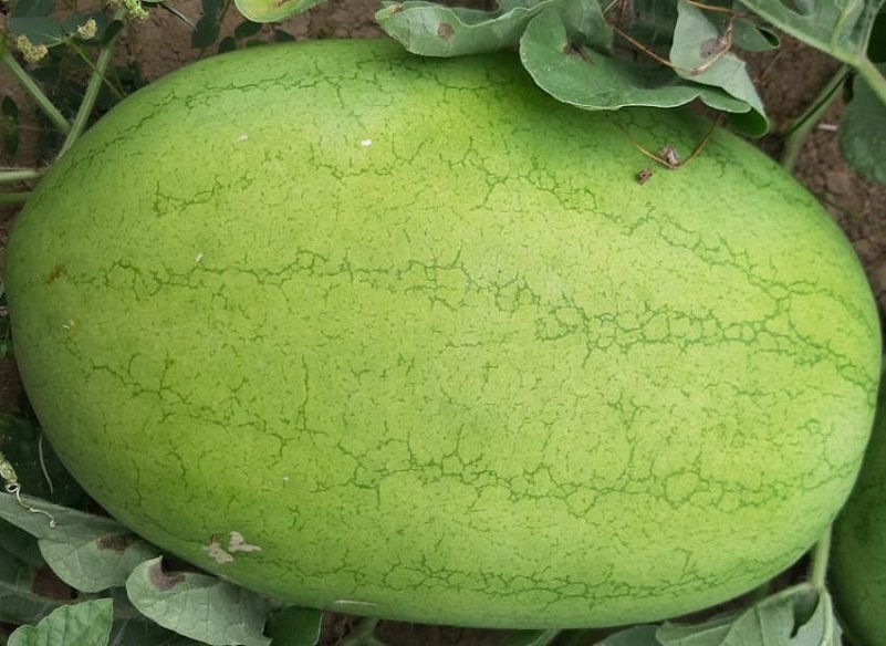 Cultivați pepenele verde Ghalina F1 care vă asigură producții garantate ...