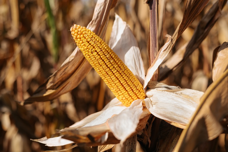 KWS Oltenio - Un hibrid cu productivitate excelentă! - Cotidianul Agricol